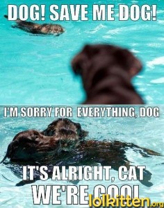 Good Dog Greg | LolKitten