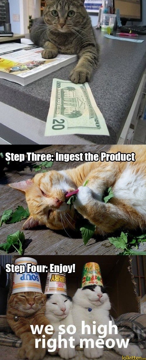 Guide to Happiness | LolKitten