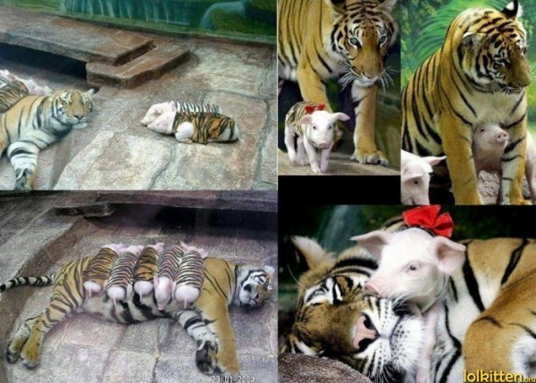 Pink Baby Tigers? Seems Legit | LolKitten