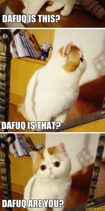 Dafuq? | LolKitten
