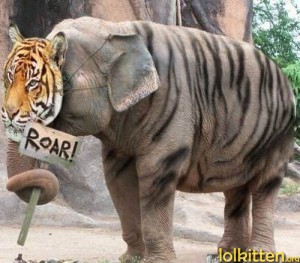 Because “The Eye Of The Elephant” Would Sound Stupid | LolKitten